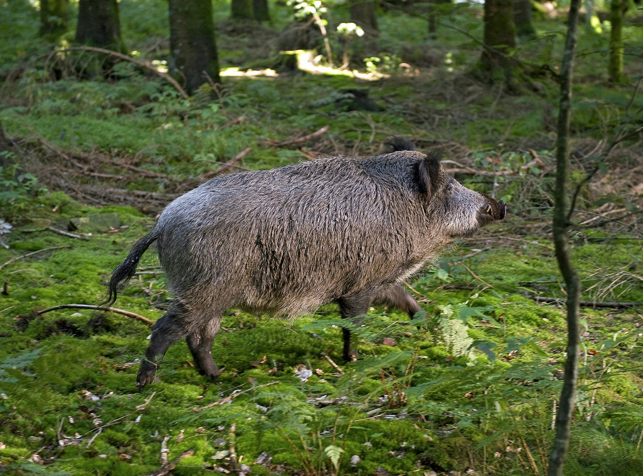 A House of Animals - Wie die Wildsau (S02E10) (2011) | ČSFD.sk