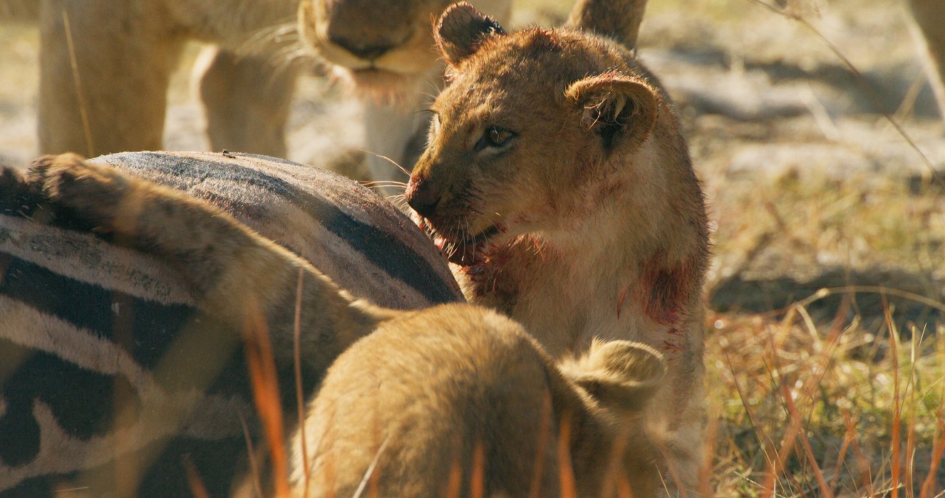 Big Cats 24/7 (2024) | Reviews - User's | ČSFD.cz