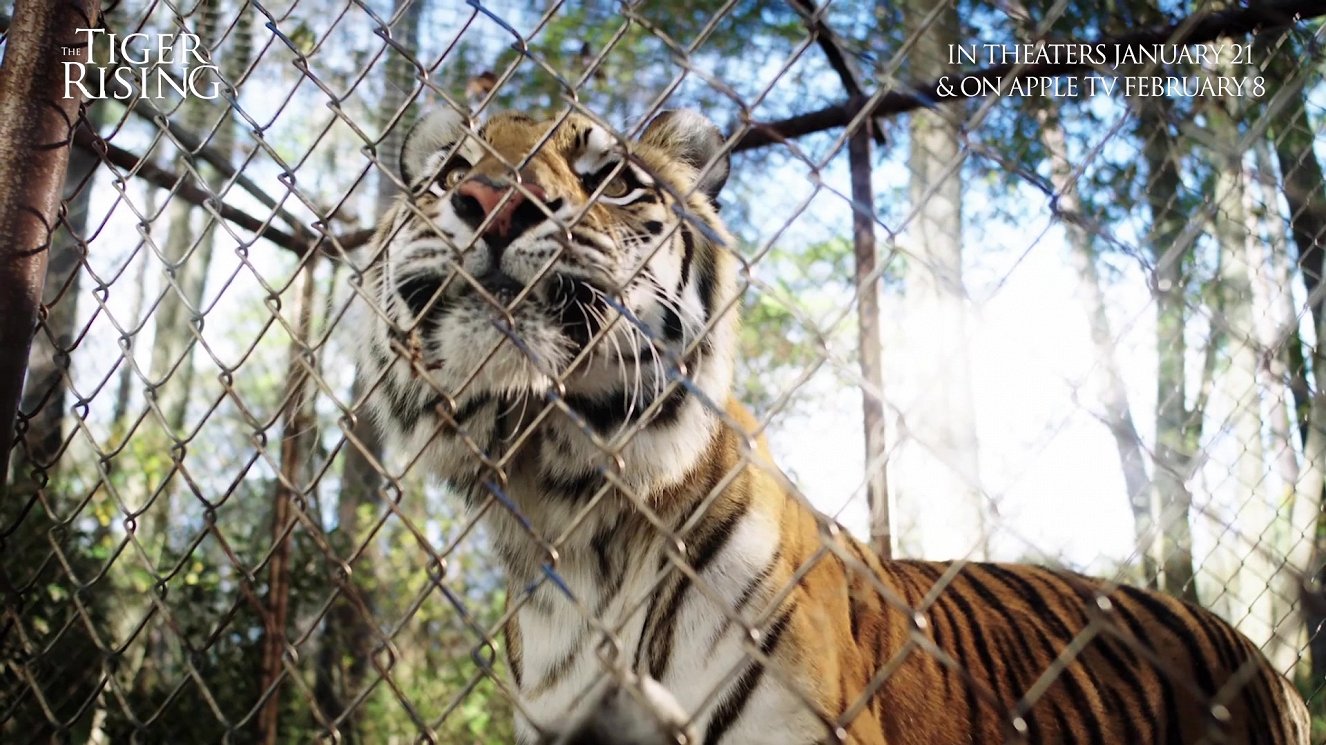 The Tiger Rising (2022) | Recenze - Uživatelské | ČSFD.cz