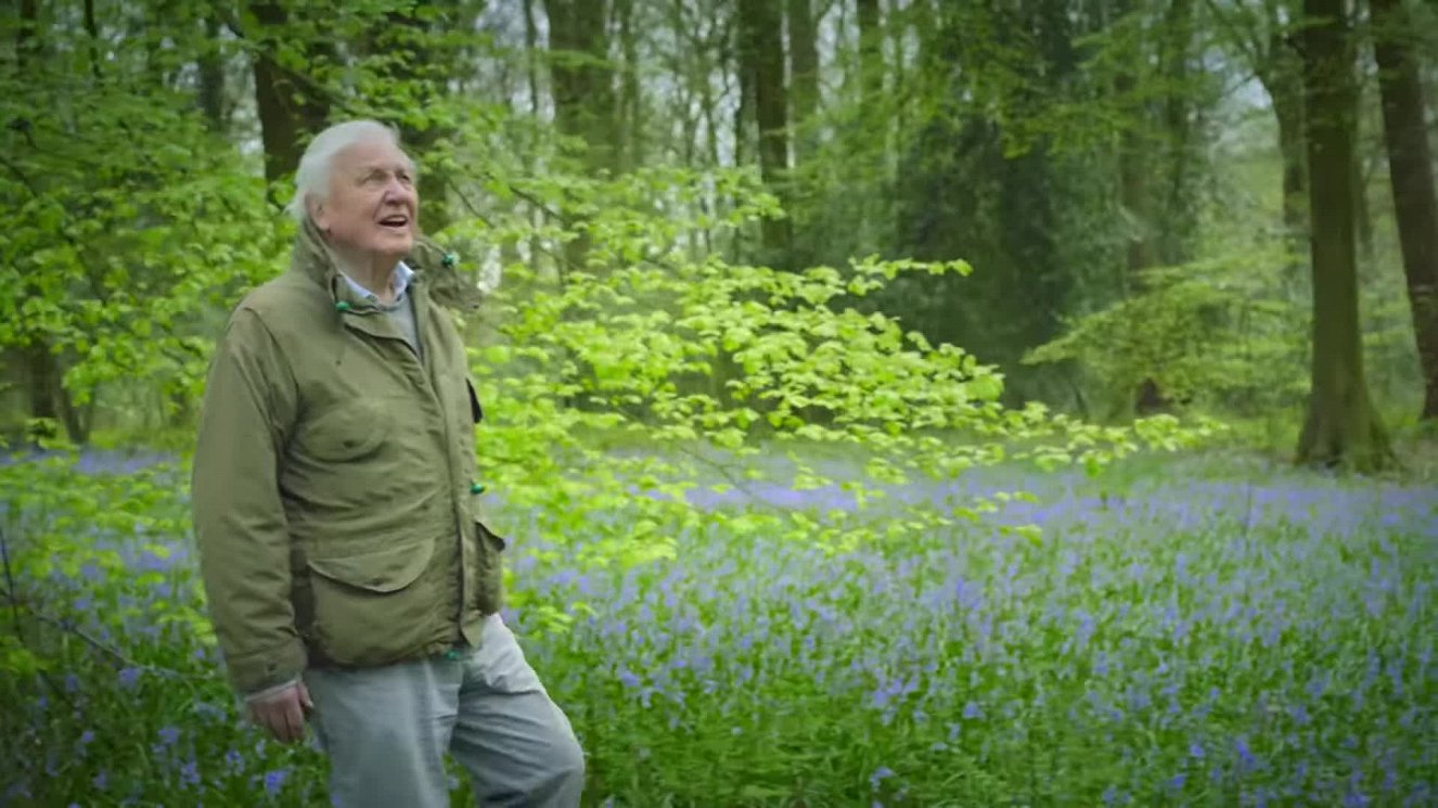 Secret World of Sound with David Attenborough (2024) | Cinematheque ...