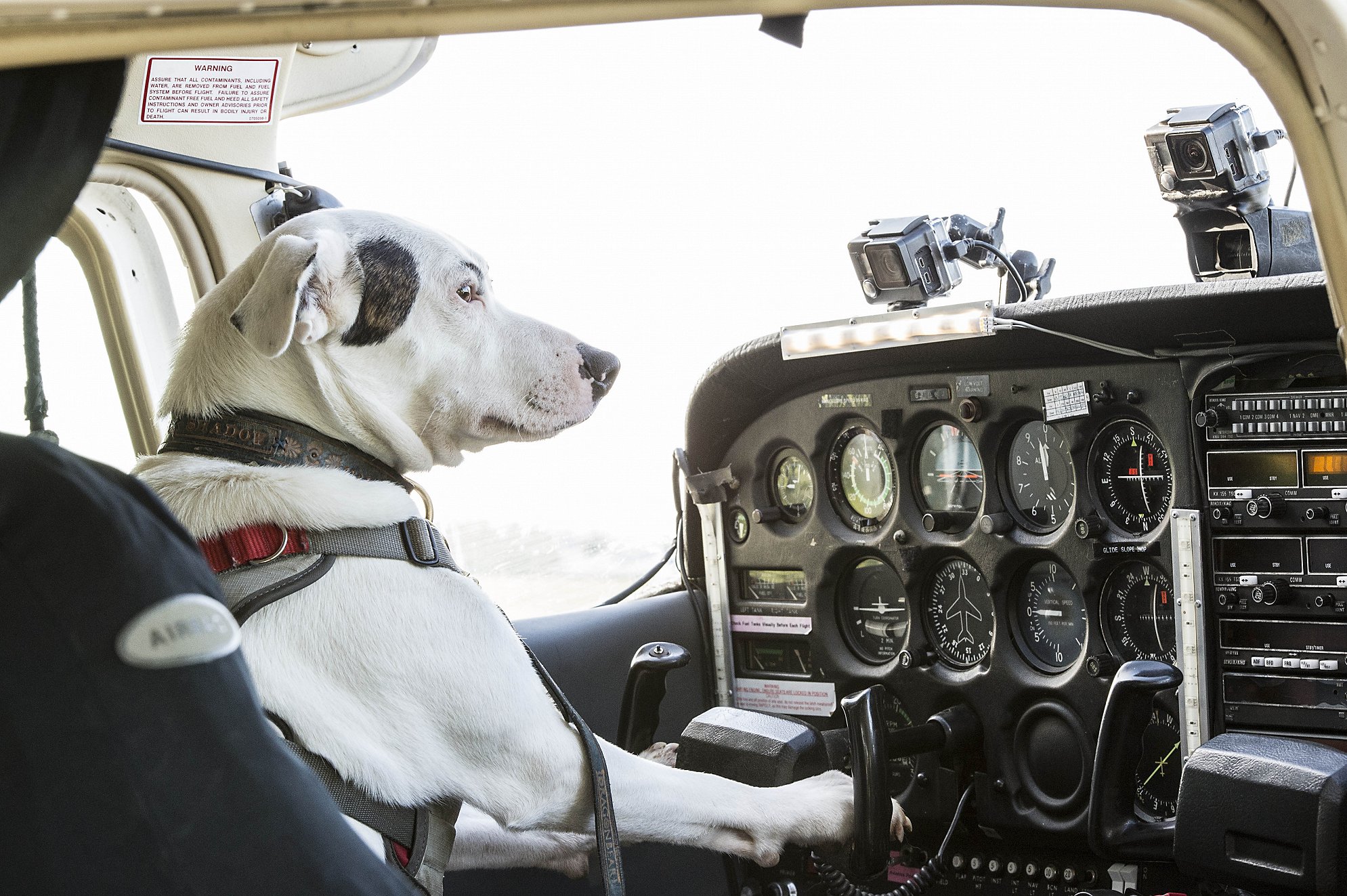 Dogs Might Fly (2016) | ČSFD.cz