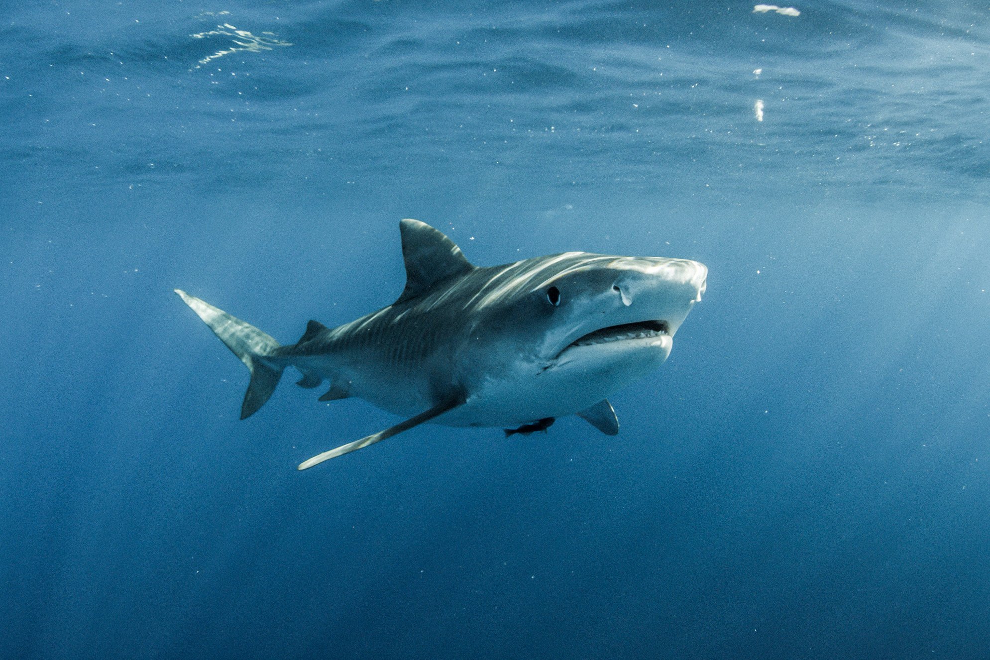 Azurová (2017) | Galerie - Z filmu | ČSFD.cz