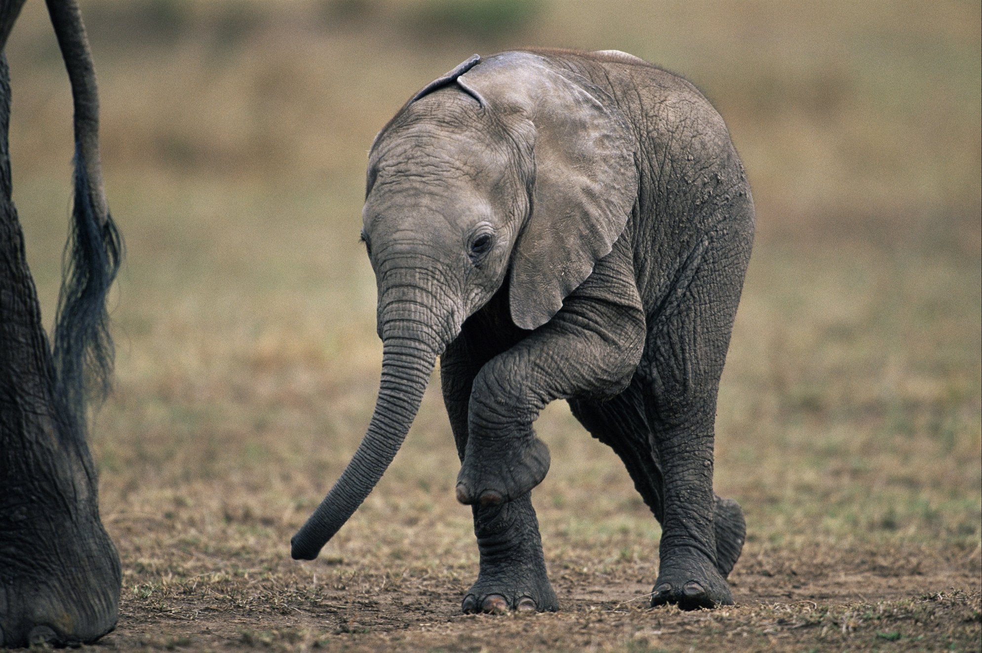 Život - Savci (E03) (2009) | Galerie - Z epizody | ČSFD.cz