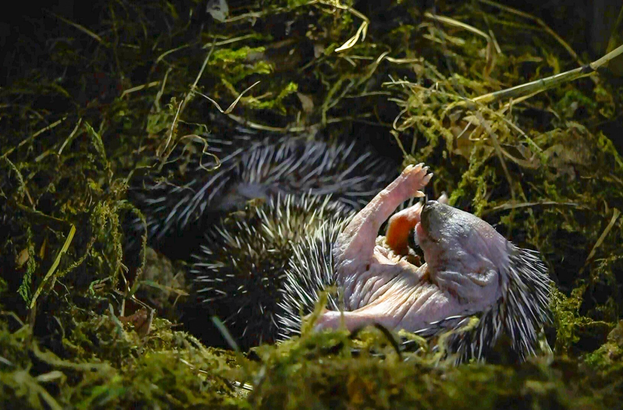 Igel unter uns (2019) | ČSFD.cz