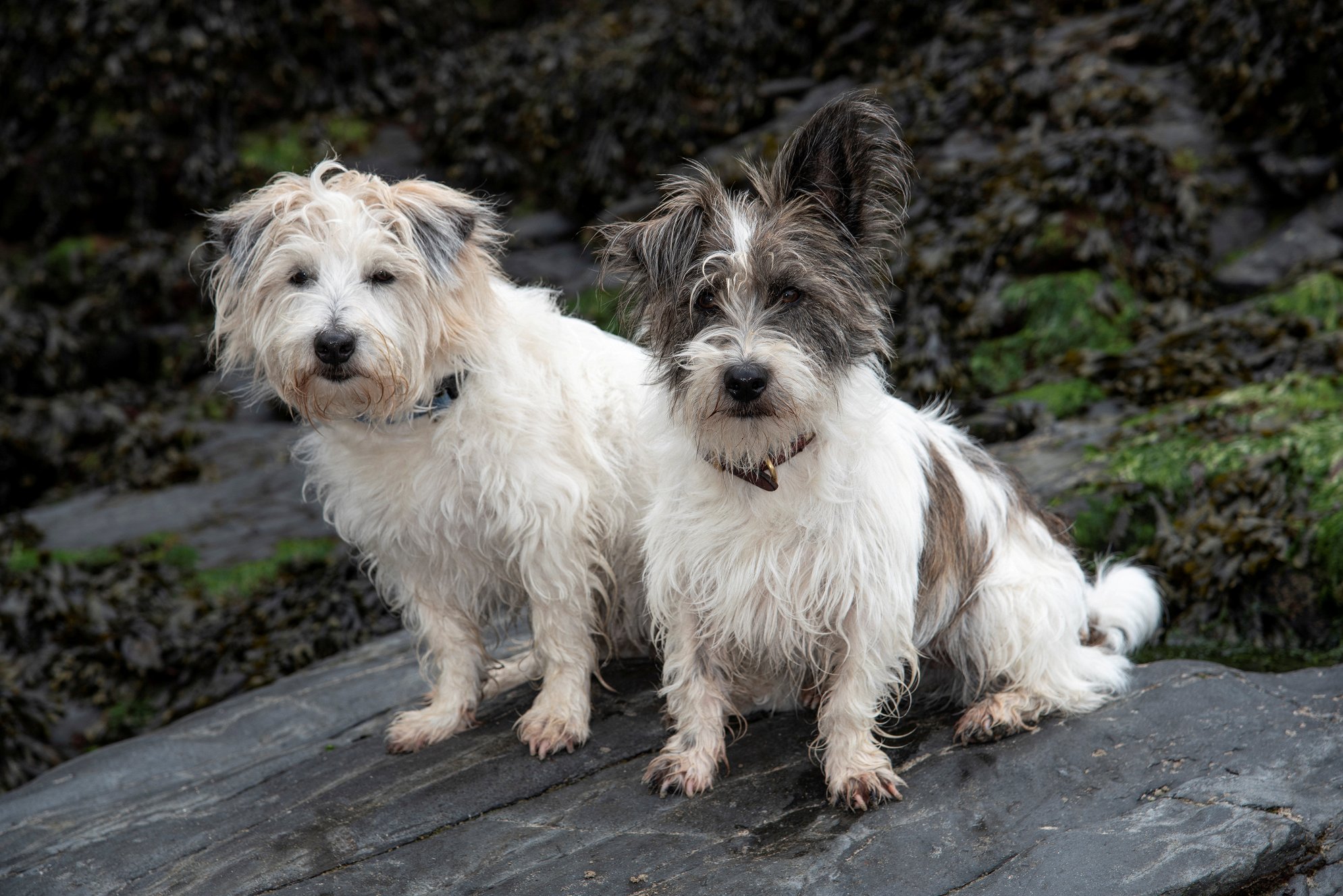 Doc Martin - So tun als ob (S09E04) (2019) | Filmemacher*innen | ČSFD.cz