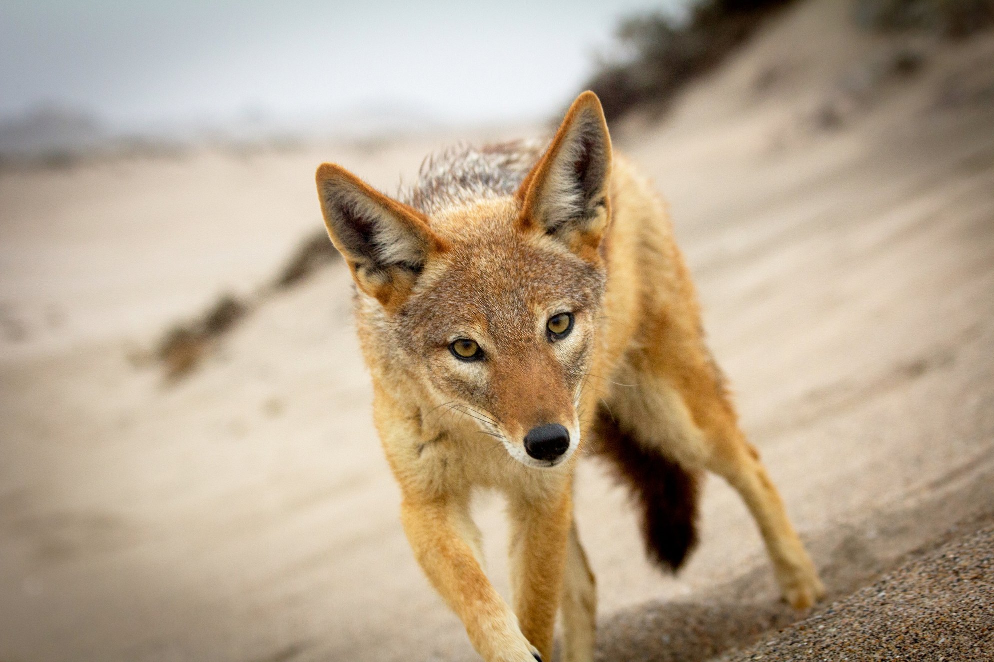 Dogs: An Amazing Animal Family (2017) | ČSFD.cz