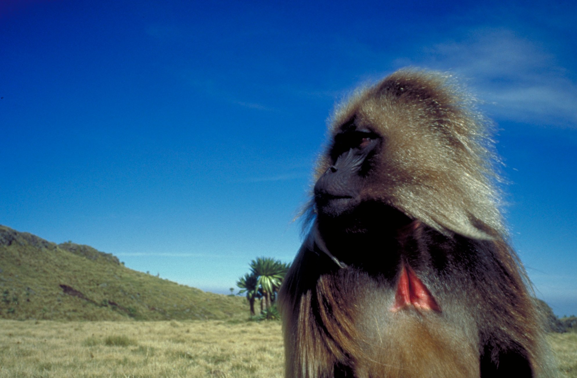 Das Leben der Säugetiere - The Social Climbers (E09) (2003) | ČSFD.cz