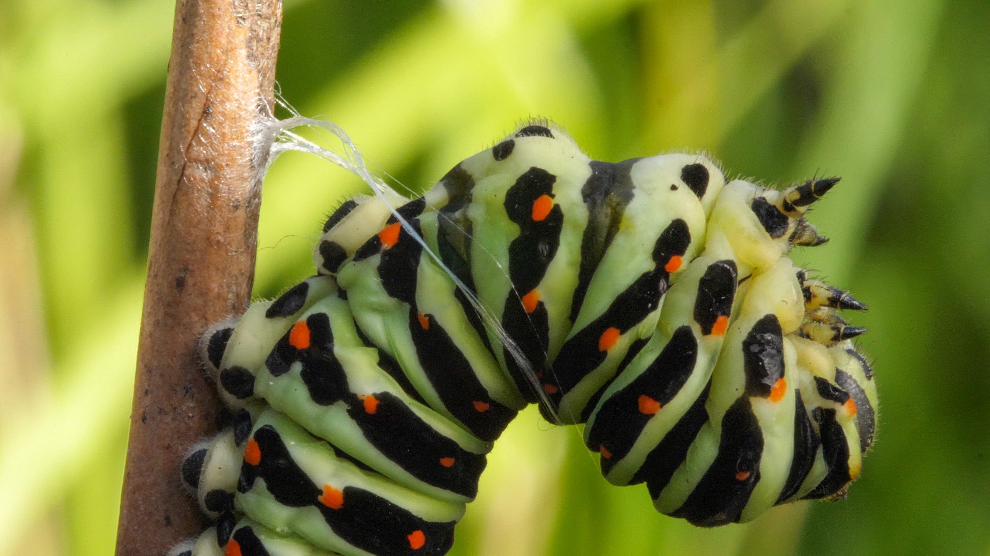 The Wise Animal (2022) | ČSFD.cz
