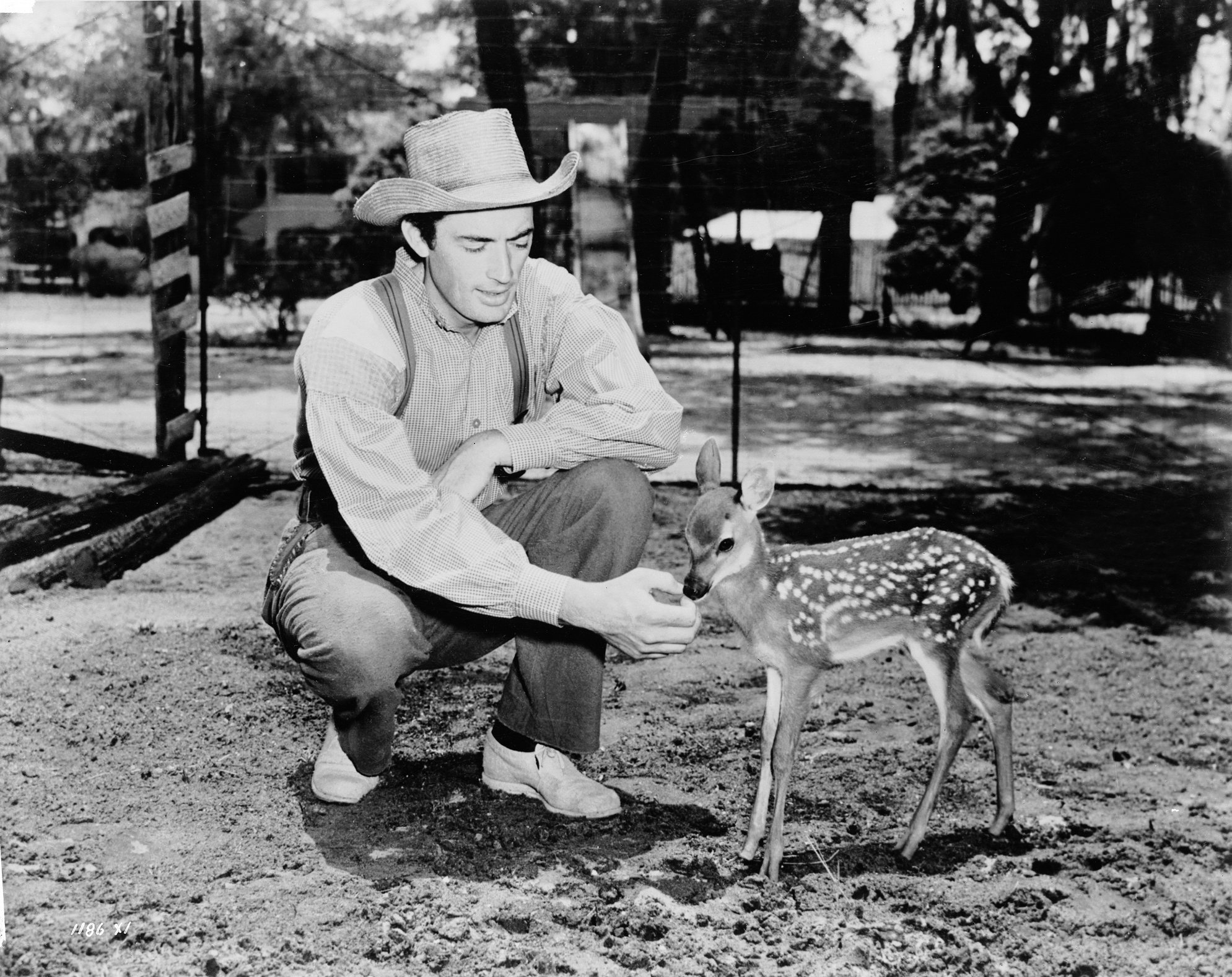 The Yearling (1946) | ČSFD.cz