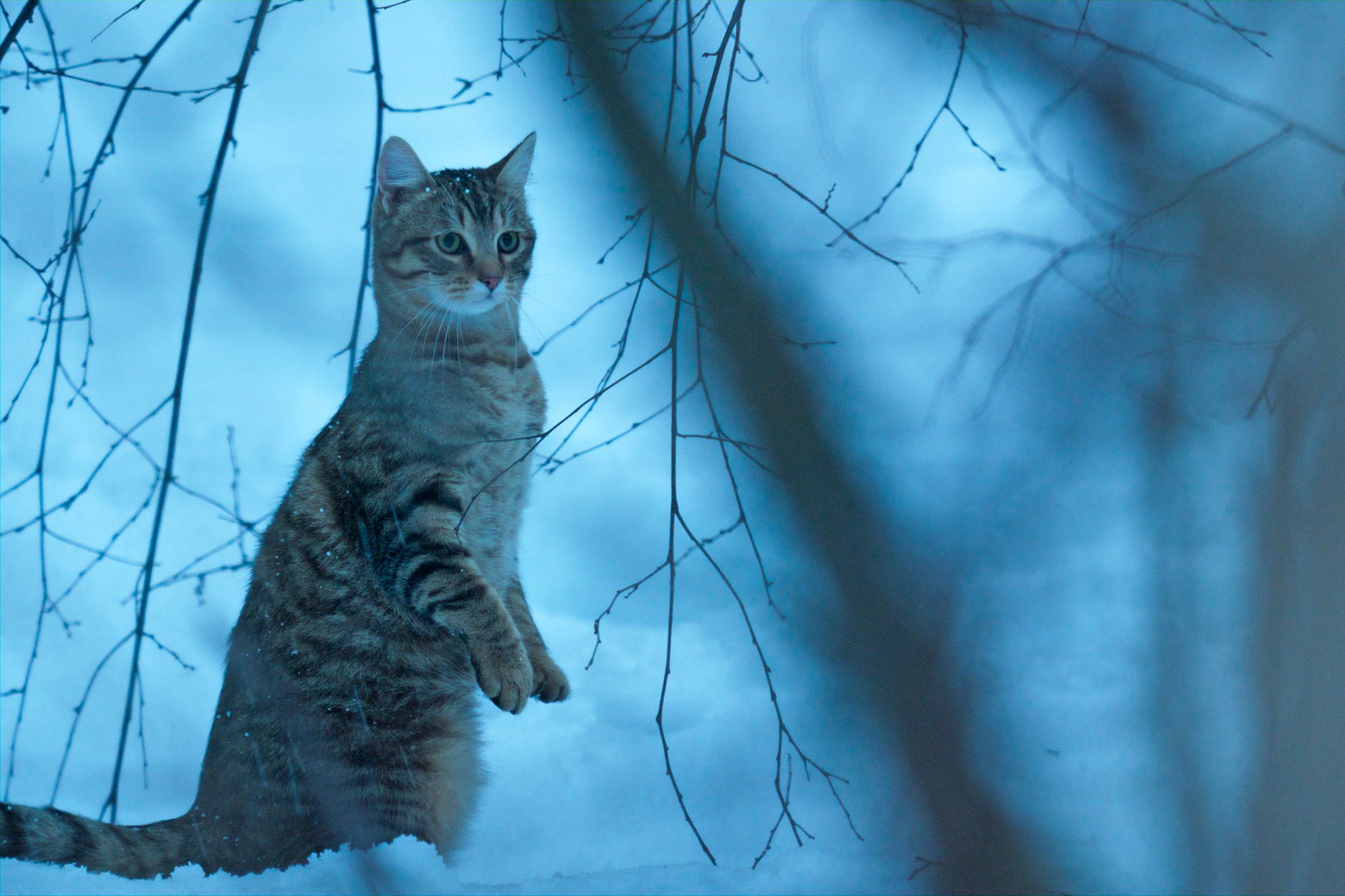 Život kotěte (2023) | Galerie - Z filmu | ČSFD.cz