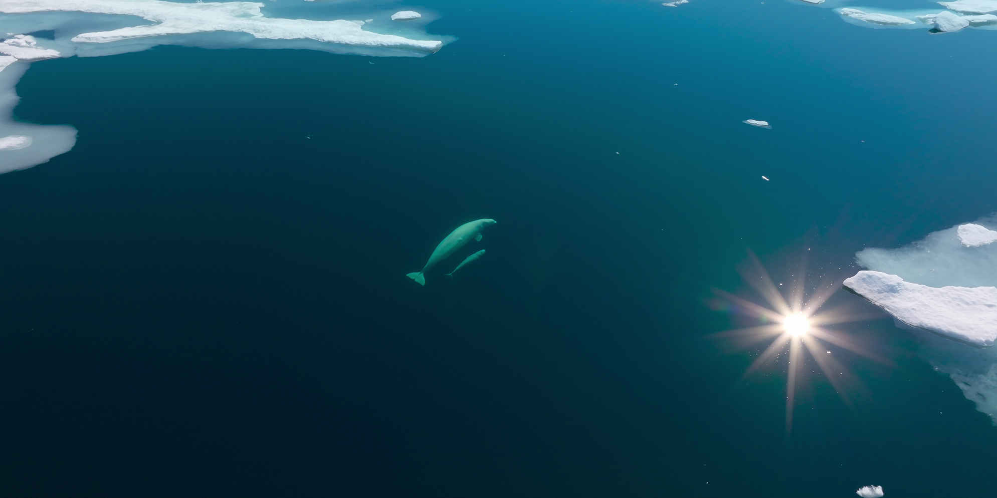 Our Oceans - Arctic Ocean (E04) (2024) | ČSFD.cz