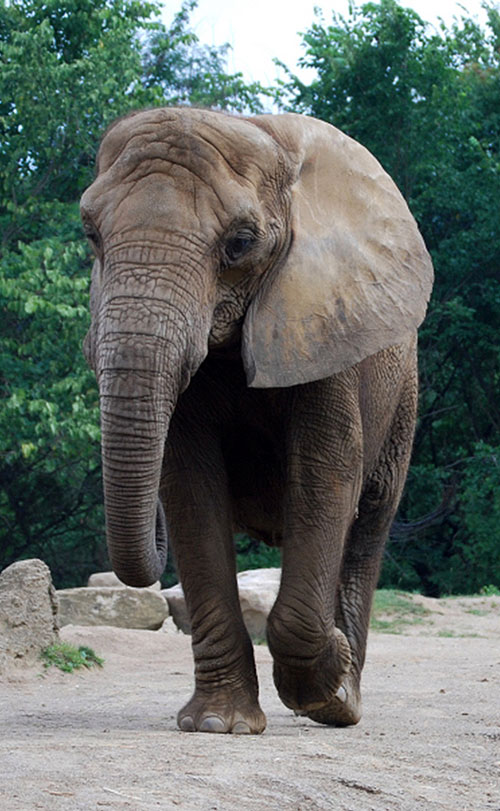 Sloní rodinka (2012) | ČSFD.cz