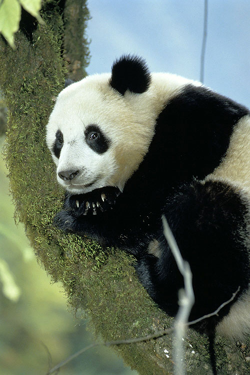 Panda velká (2006) | ČSFD.cz