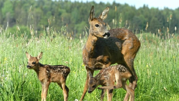 Příchod jara (2010) | ČSFD.cz