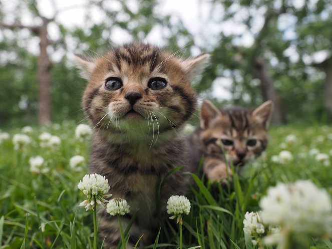 Gekidžóban Iwagó Micuaki no sekai neko aruki – Kotora kazoku to sekai ...