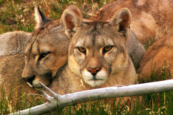 Jäger der Anden - Der Puma (2012) | ČSFD.cz