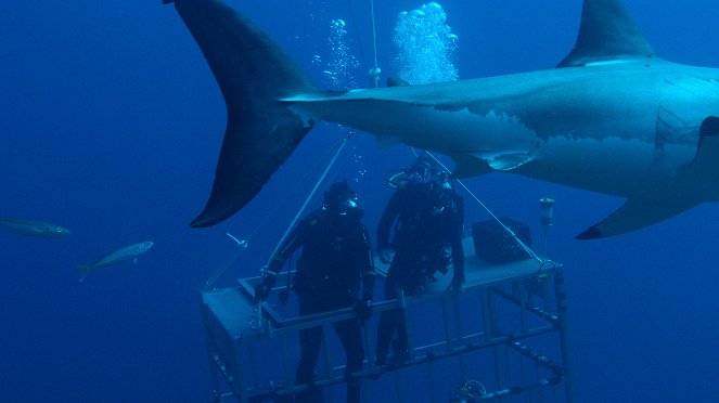 Great White Abyss (2018) | ČSFD.cz