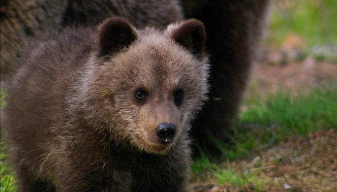 Erlebnis Erde: Bruno, der Bär ohne Pass - mit Hannes Jaenicke auf ...