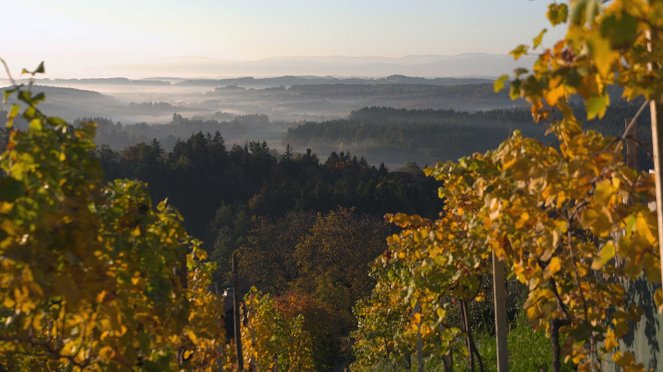 Blaue Reben - Grünes Gold. Das Schilcherland (2018) | ČSFD.cz