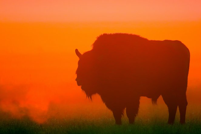 European Bison - Knight of the Old Forest (2020) | Cinematheque | ČSFD.cz
