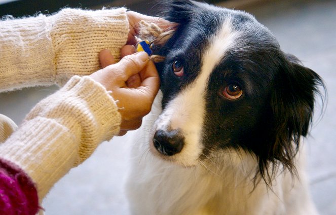 Slava the Dog (2022) | Galerie - Z filmu | ČSFD.cz