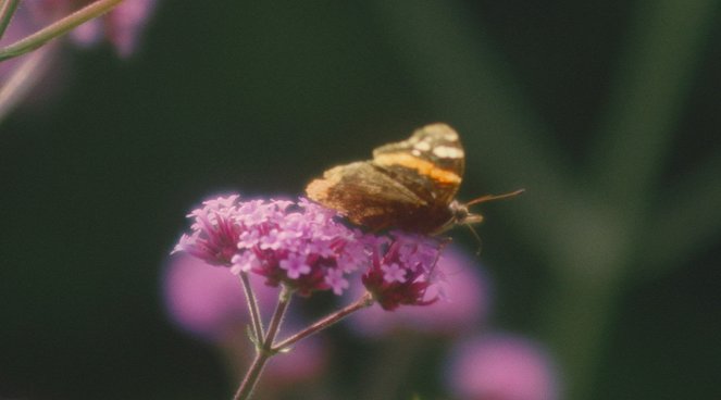 Glythe (2023) | ČSFD.cz