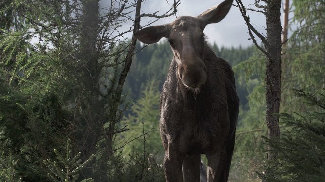 AMOOSED: losia odysea (2025) | Galerie - Z filmu | ČSFD.cz