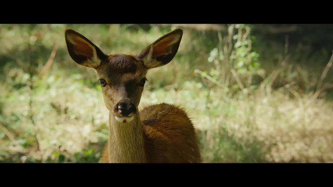 Bambi: Příběh života z lesů (2024) | ČSFD.cz