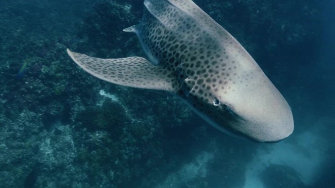 Sharks: Predators of the Deep (2024) | ČSFD.cz