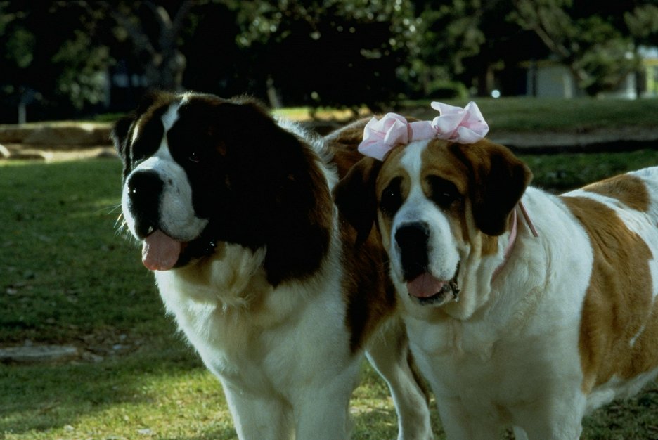Beethoven 2 (1993) | ČSFD.cz