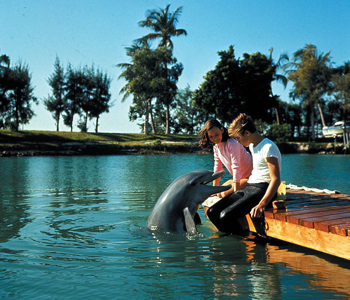 Flippers neue Abenteuer (1964) | ČSFD.cz
