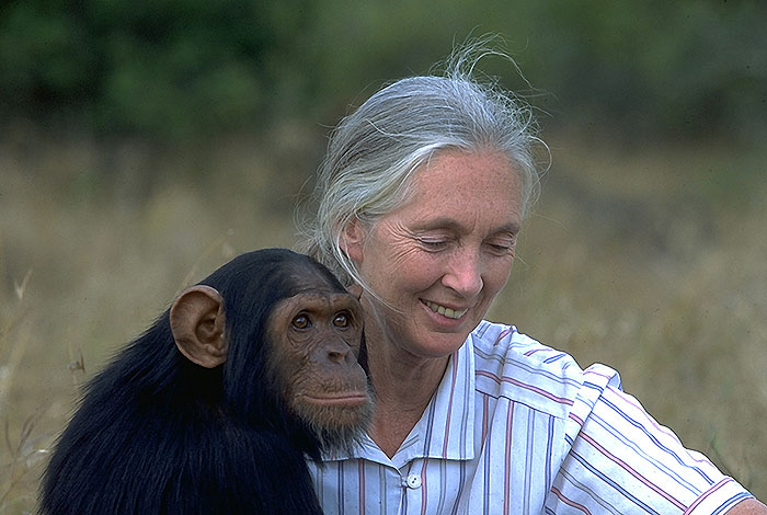 Jane Goodall a její šimpanzi (2007) | Filmotheek | ČSFD.cz