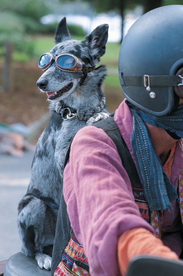 Snobs (2003) | ČSFD.cz