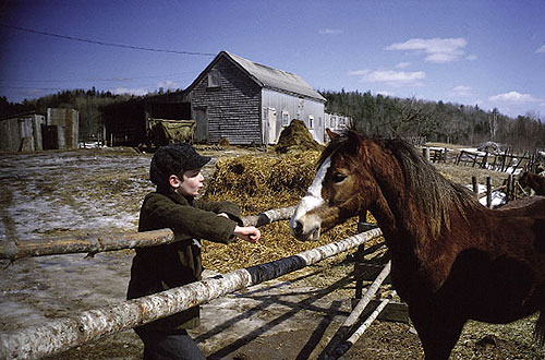 Pit Pony (1997) | ČSFD.cz