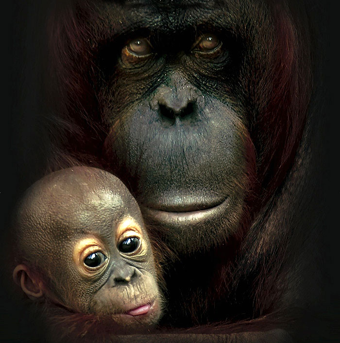 Poslední z trojice hominidů (2008) | ČSFD.cz