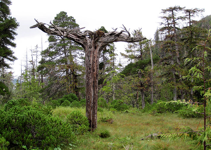 Monsters and Mysteries in Alaska (2009) | ČSFD.cz