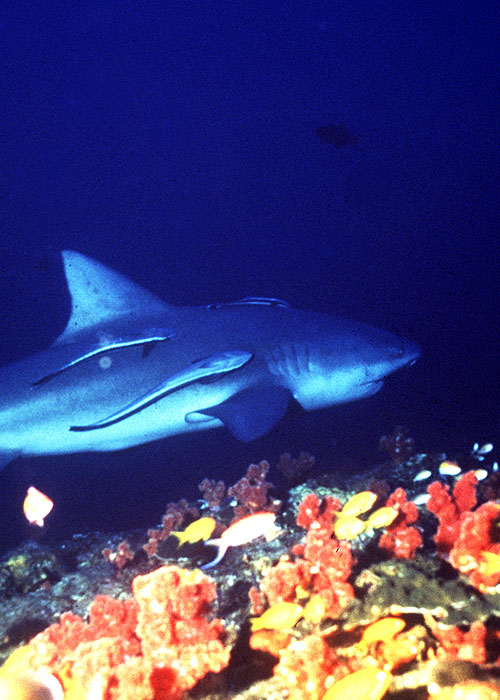 Zátoka predátorů (2003) | ČSFD.cz