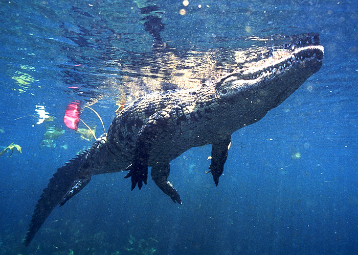 Zátoka predátorů (2003) | ČSFD.cz