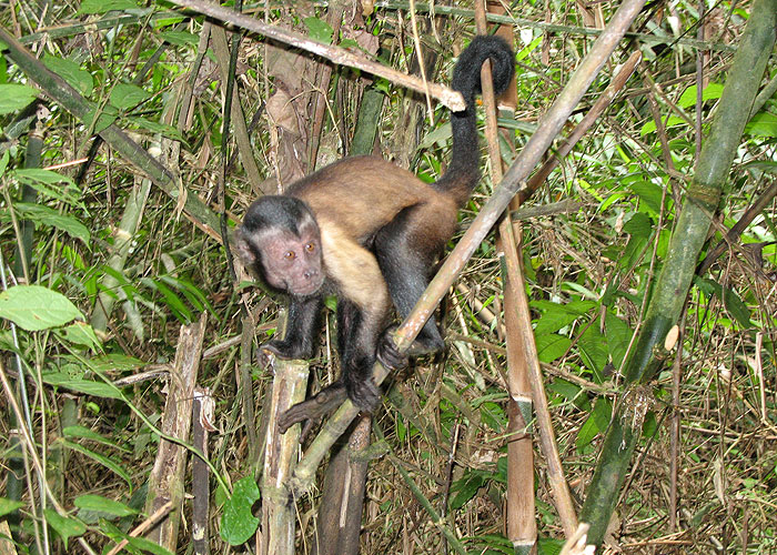 Co samice chtějí a samci udělají (2008) | ČSFD.cz