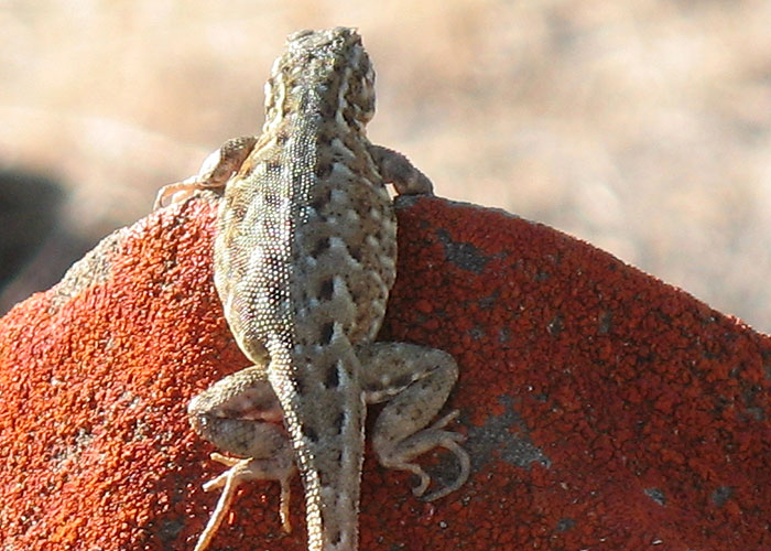 Co samice chtějí a samci udělají (2008) | ČSFD.cz