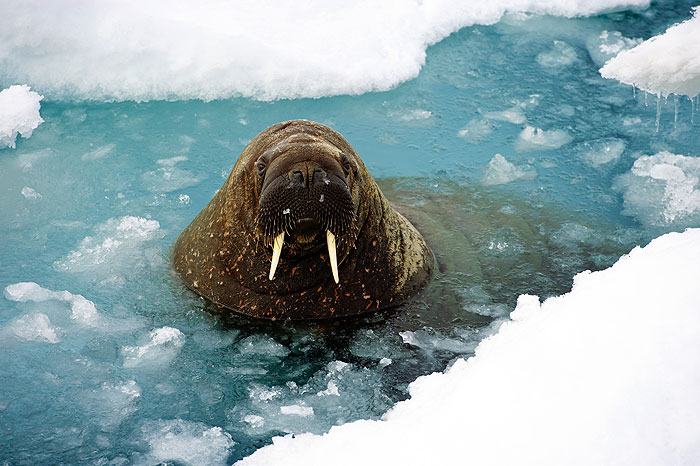 Arktida 3D (2012) | ČSFD.cz