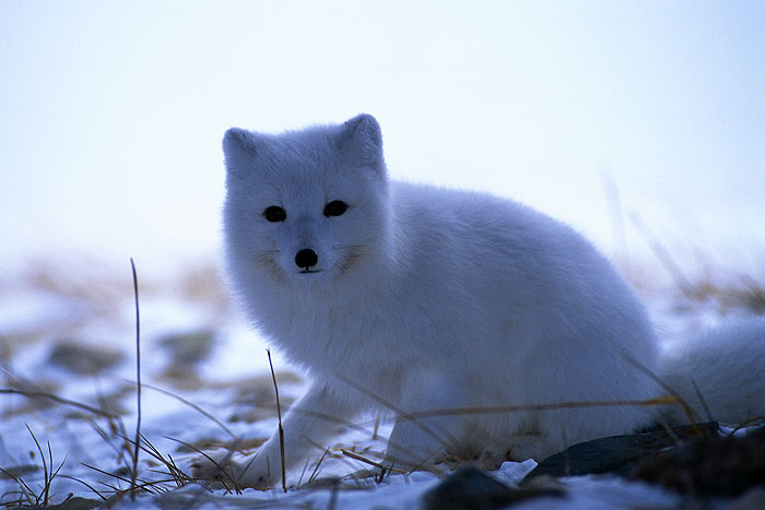 Nejdivočejší Arktida (2008) | ČSFD.cz
