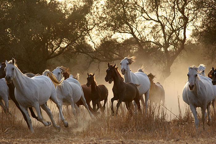 Atlas 4D (2010) | ČSFD.cz