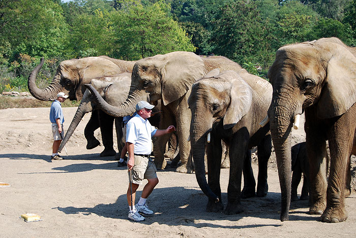 Sloní rodinka (2012) | ČSFD.cz