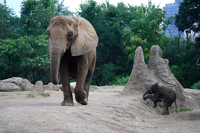 Sloní rodinka (2012) | ČSFD.cz