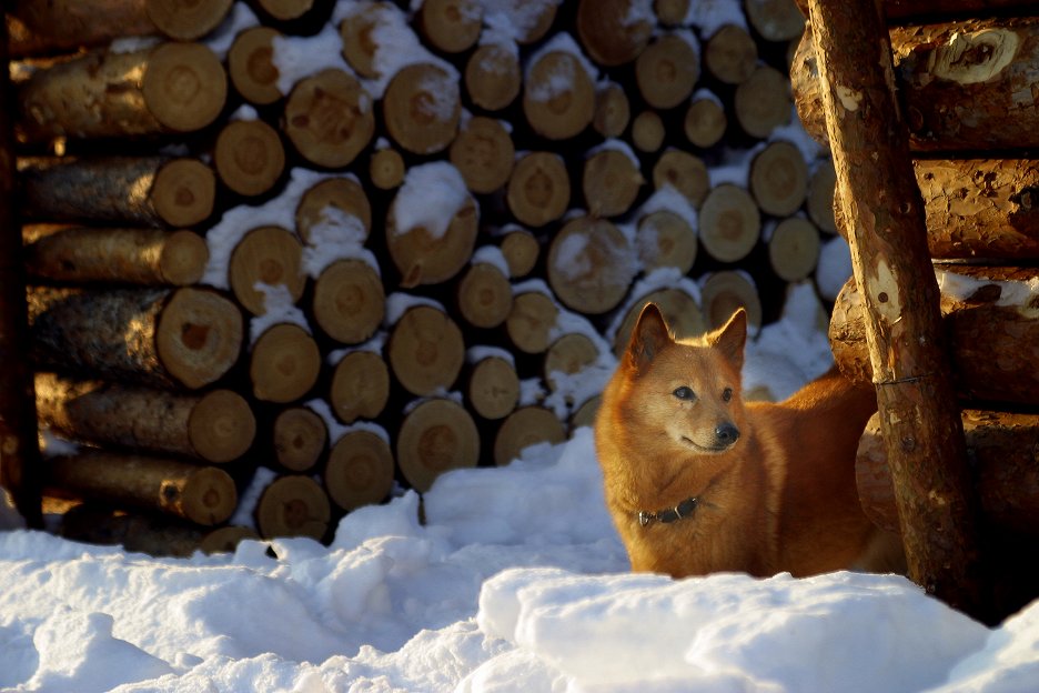 Střihač psích drápů (2004) | ČSFD.cz