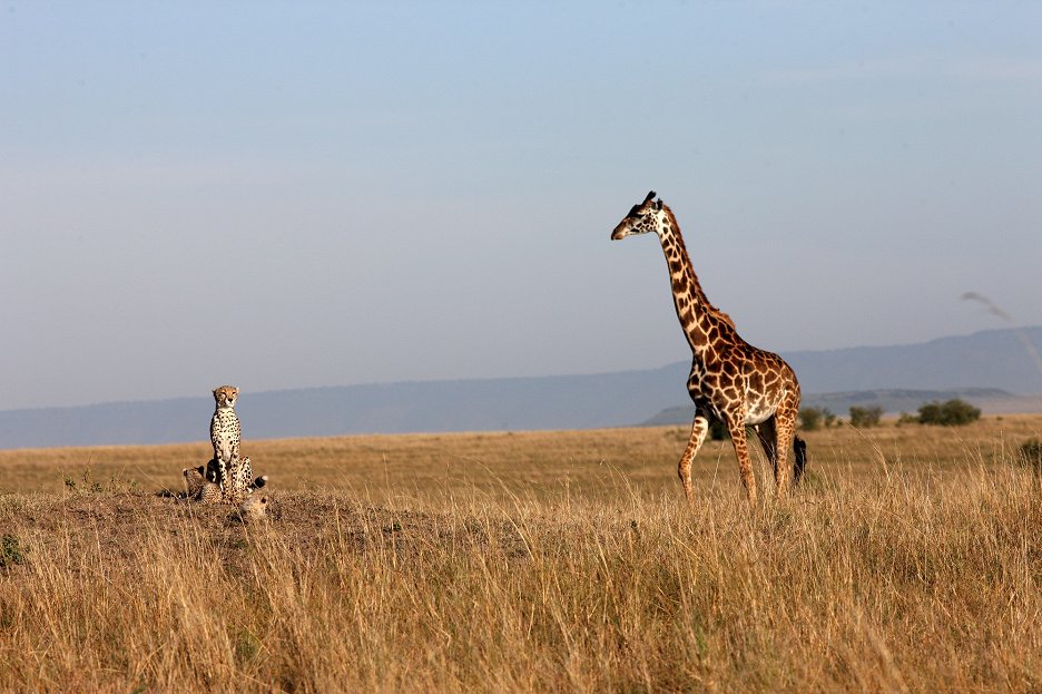 Gepardi: instinkt zabíjet (2012) | ČSFD.cz