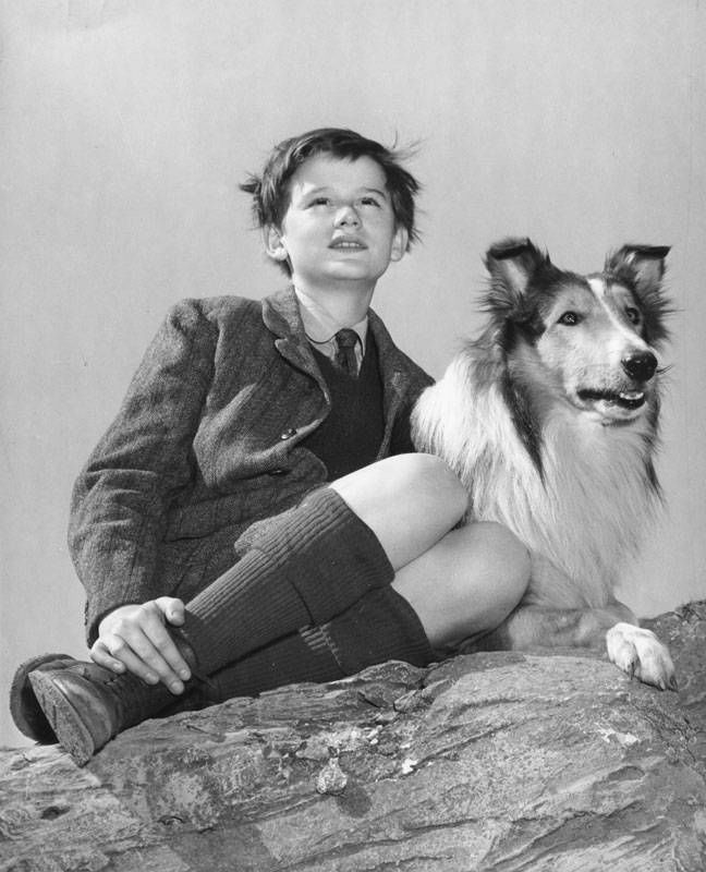 Lassie Se Vrací 1943 Čsfdcz