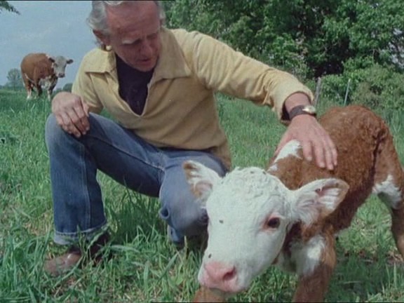 The Animals Film (1981) | ČSFD.cz