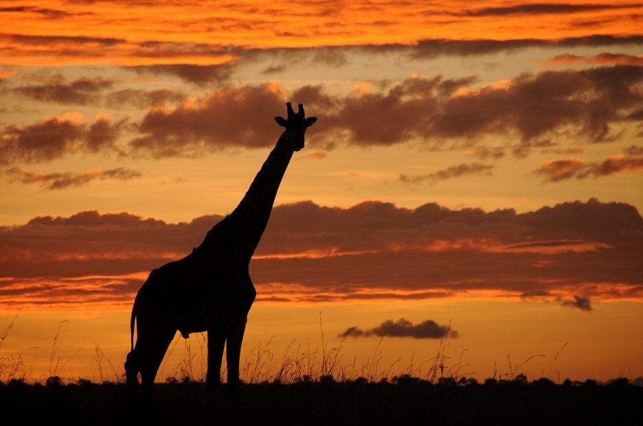 Královny savany (2010) | ČSFD.cz